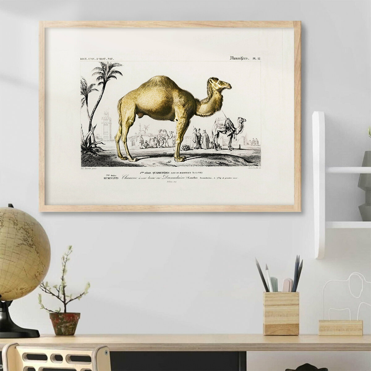 Постер "Верблюд иллюстракция" без рамы 40x50 см на стену для интерьера