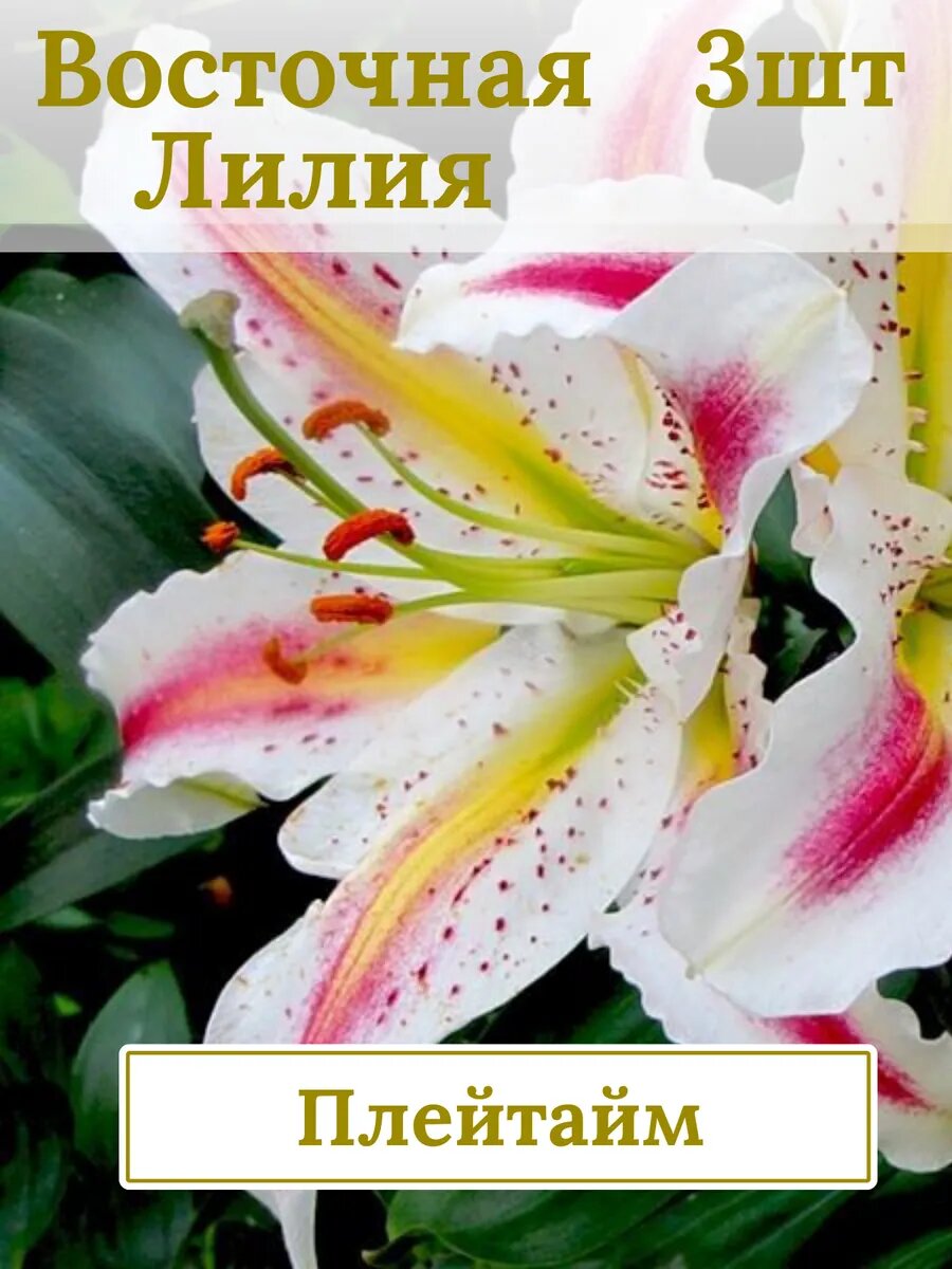 Лилия Восточная махровая, многолетние цветы, луковицы 3 шт