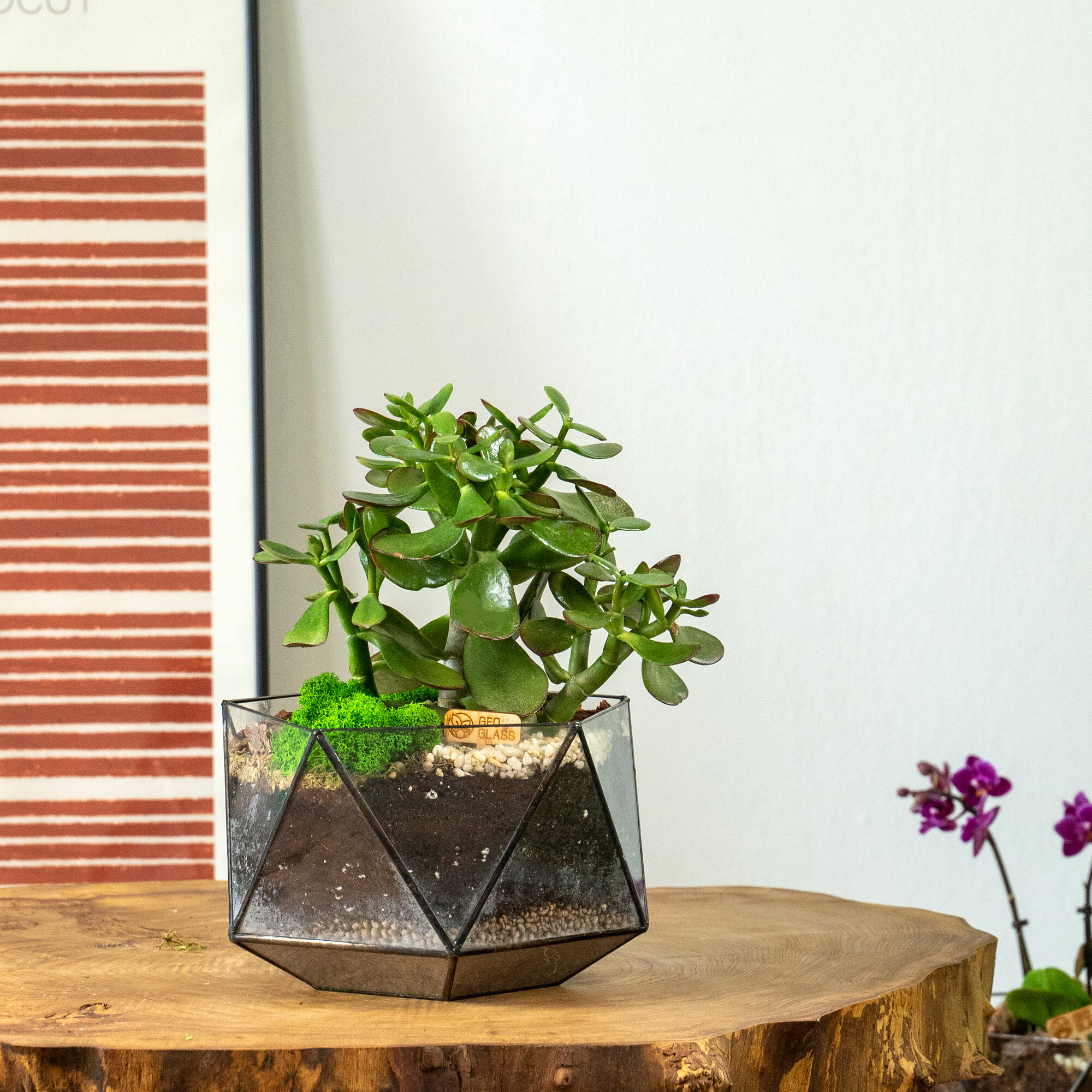 Денежное дерево GeoGlass, в кашпо из стекла и металла, с элементами декора, многолетнее