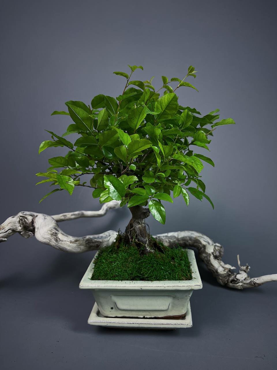 Сагереция - дерево в стиле бонсай в керамической бонсайнице, высота 25 см