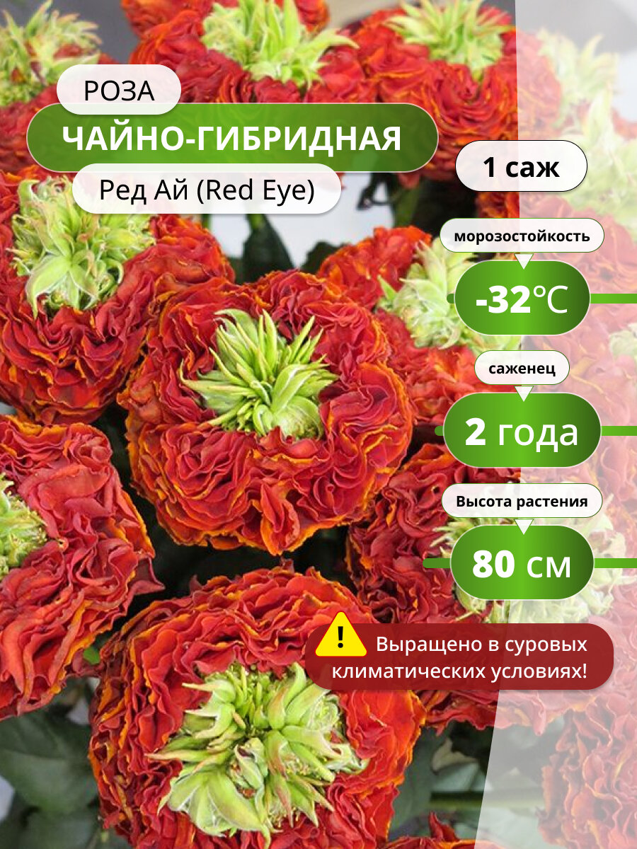 Роза чайно-гибридная Ред Ай (Red Eye) / 1 шт, розы, красный, зелёный