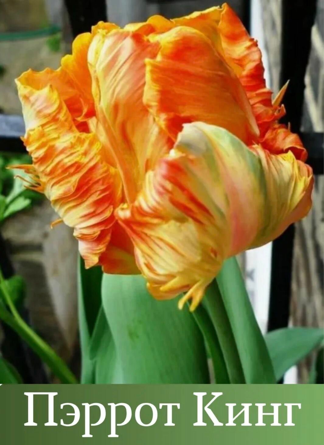 Тюльпаны Пэррот Кинг Попугайный 4 шт, набор луковиц