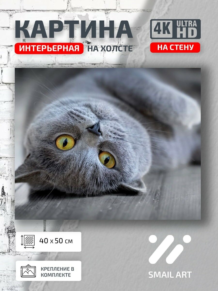 Картина на холсте интерьерная 40 на 50 на стену British cat для детской animal style