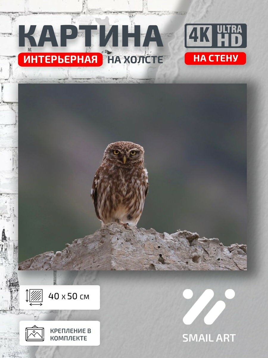 Картина на холсте интерьерная 40 на 50 на стену Домовой сыч для спальни атмосфера