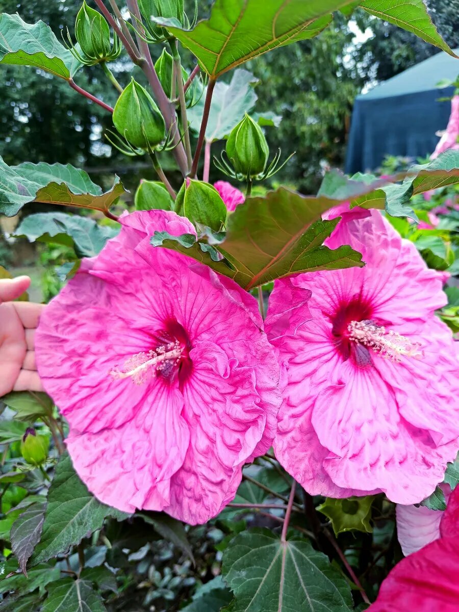 Гибискус травянистый, семена 20шт.