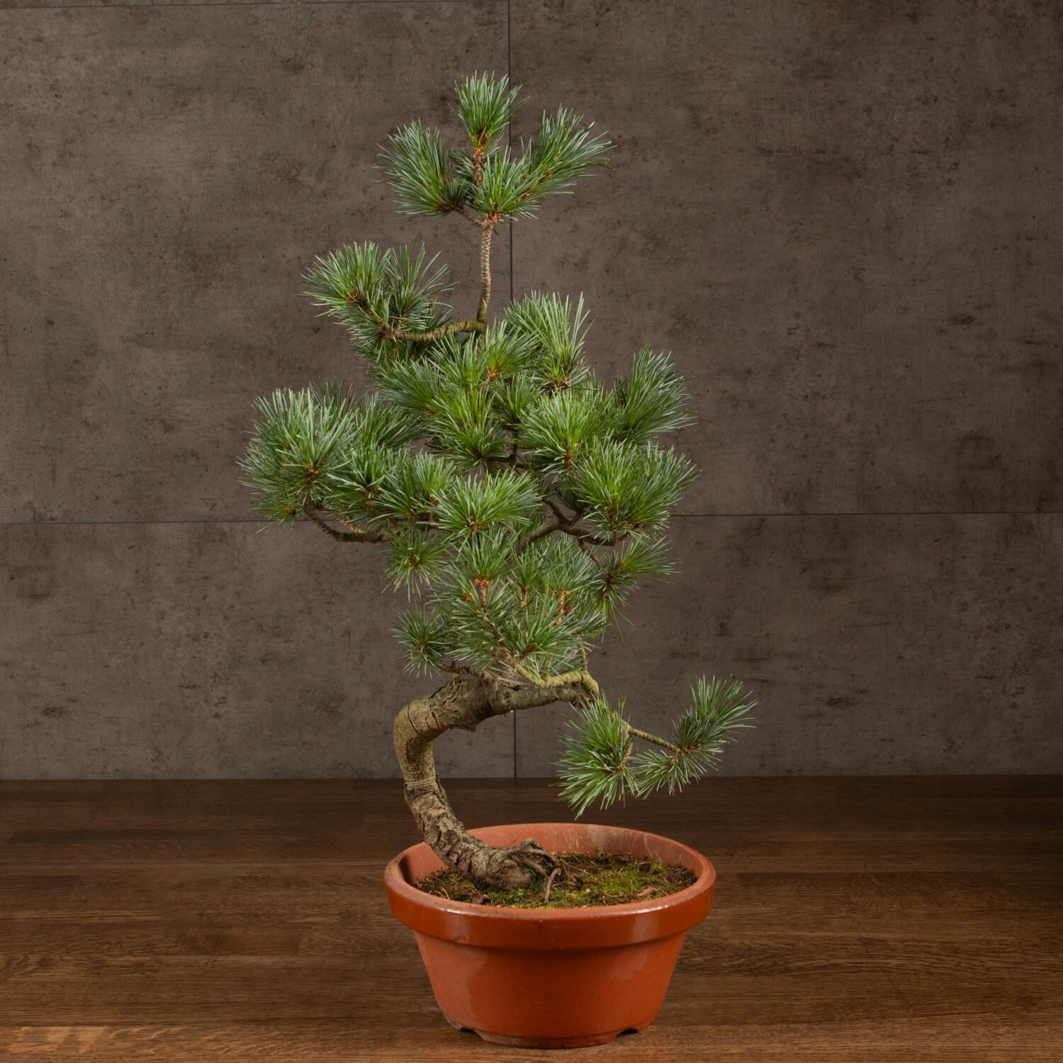Бонсай Сосна Колючий Цуруга D19