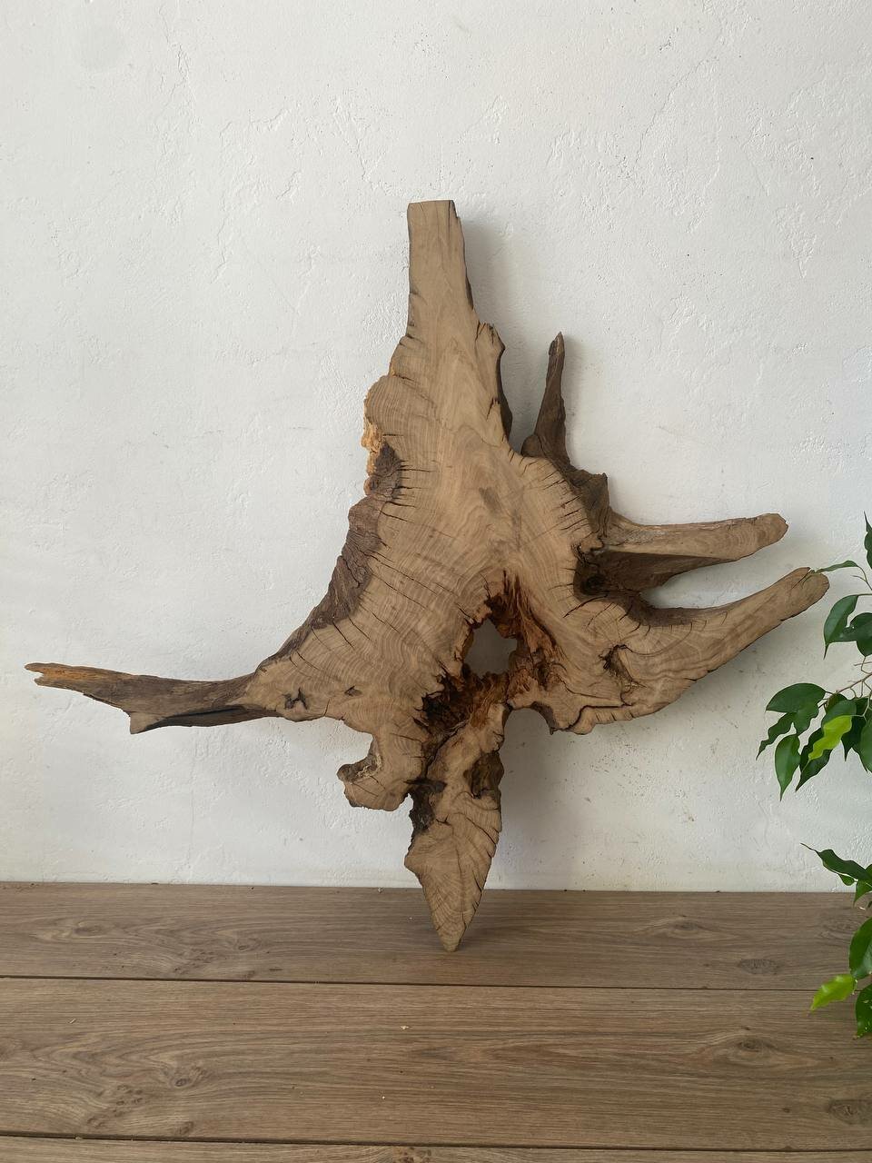 Спил дуб . Габаритные размеры 57х67х6 см. Шлифованный с 2-х сторон. артикул к1892