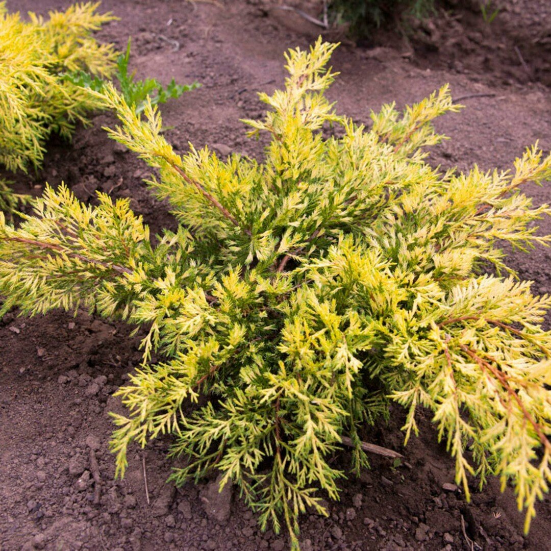 Можжевельник средний Кинг Оф Спринг (1 саженец в горшке Р9), Нидерланды