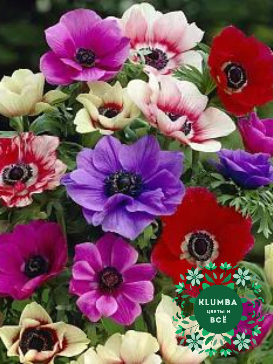 Луковицы цветов , Клумба , Луковицы Анемоны BIG MIX ( 30 шт )