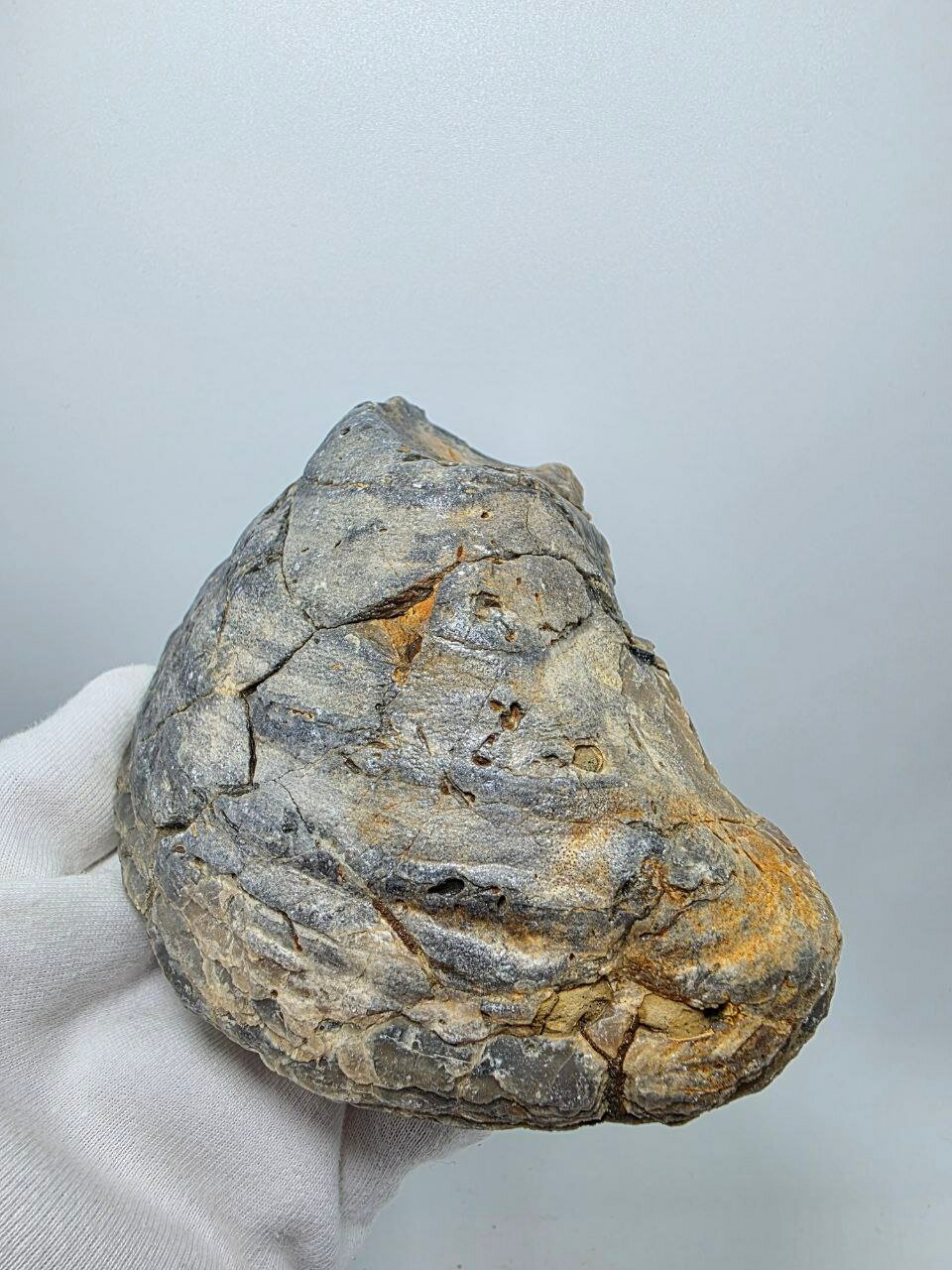 Окаменелая устрица Gryphaea, 136 мм, 920 г, окаменелость, меловой период