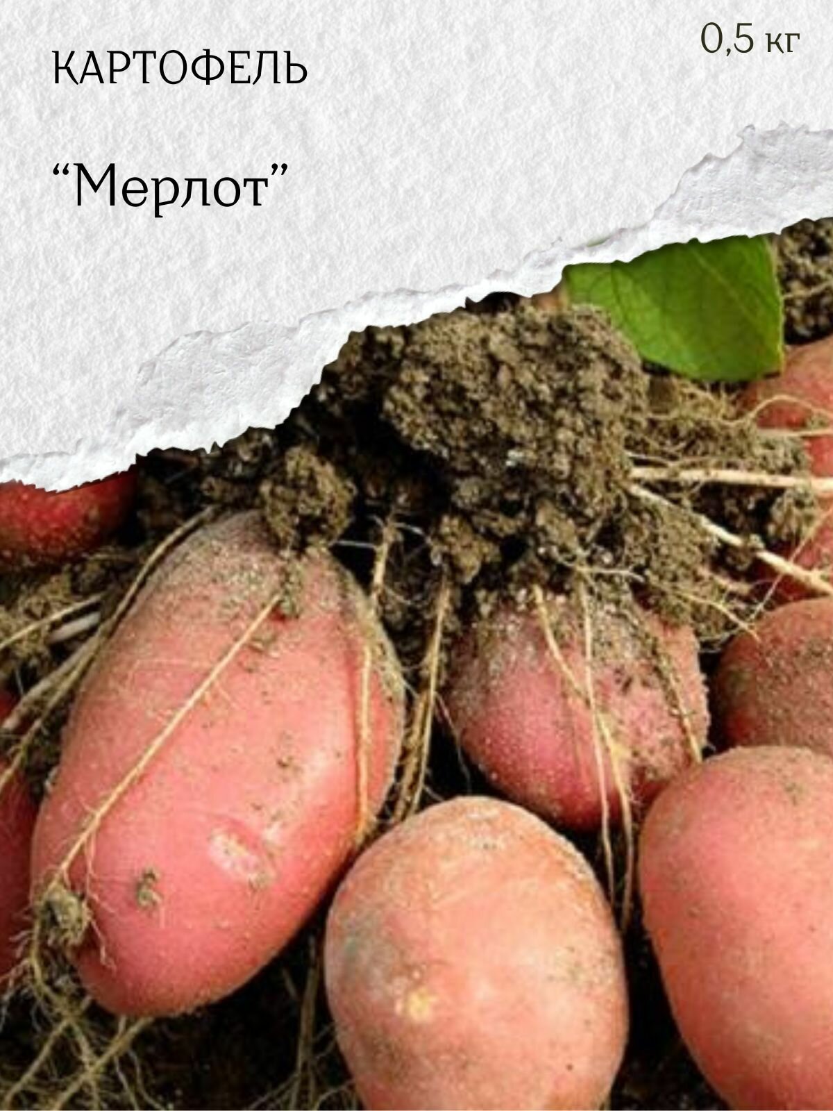 Картофель "Мерлот", семенной красный 500 гр.