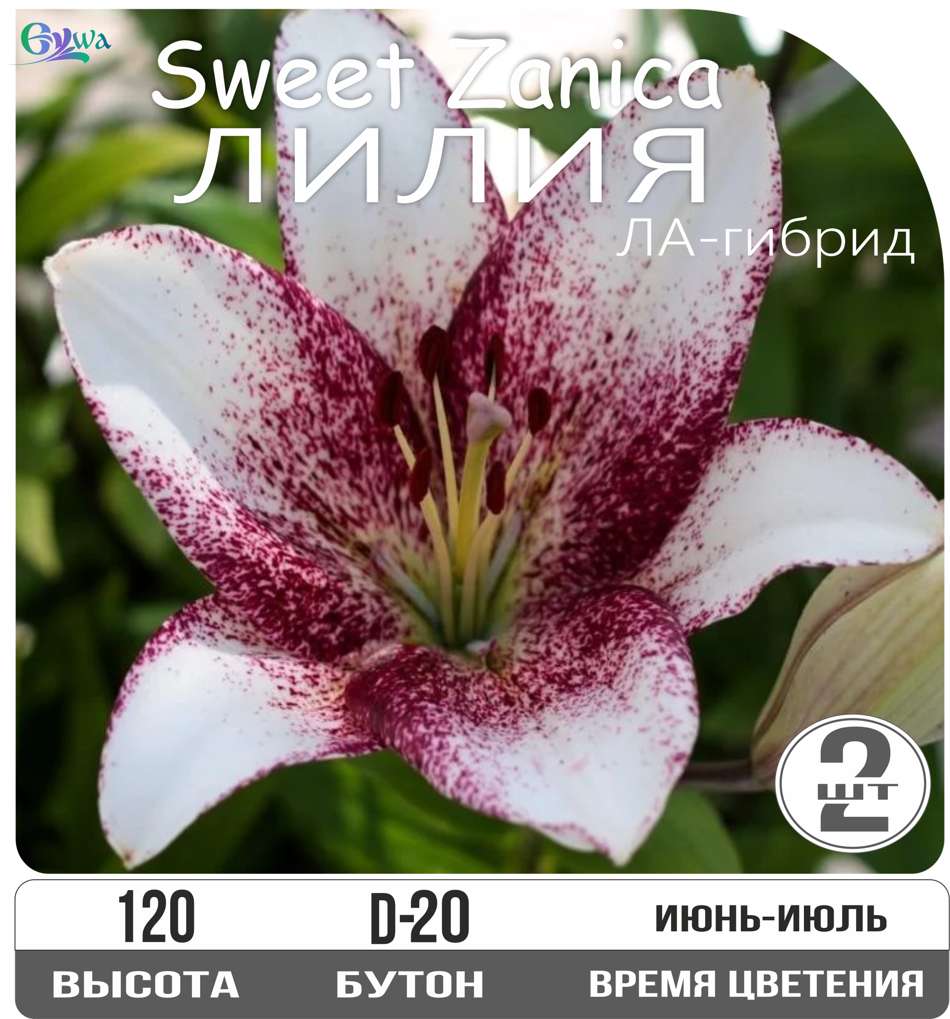 Лилия луковицы многолетние Свит Заника, ЛА-гибрид, многолетник, высота 120 см, белого цвета с крапом, 2шт.