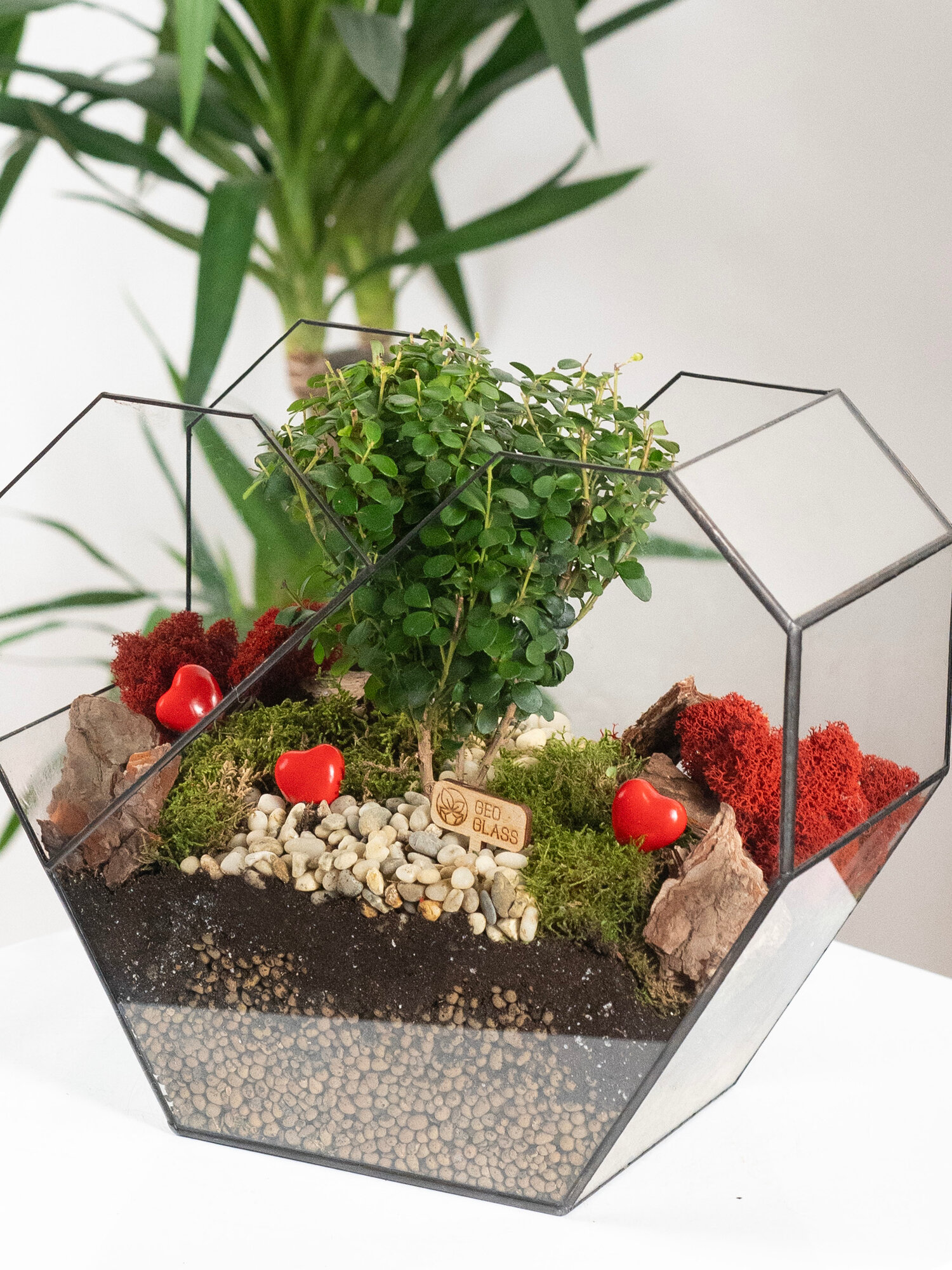 Geo Glass: Мирт комнатный , мирсина во флорариуме "Сердце" , подарок