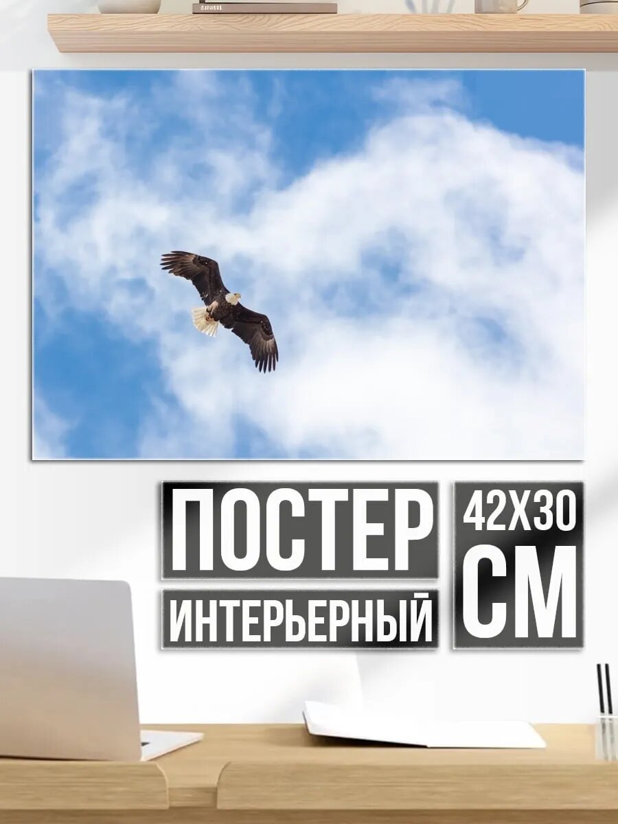 Плакат постер Орел в небе