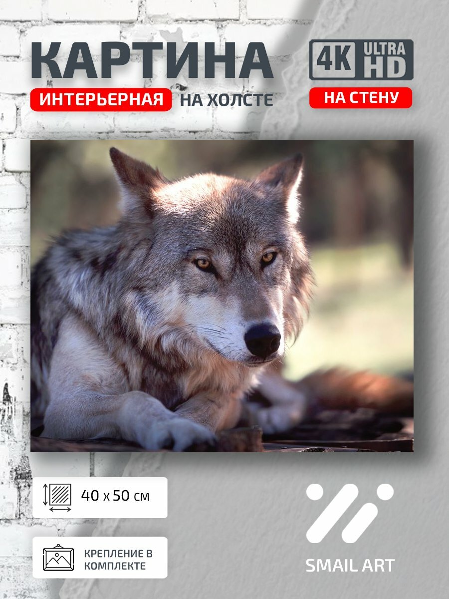Картина на холсте интерьерная 40 на 50 на стену Морда muzzle для гостиной animal style