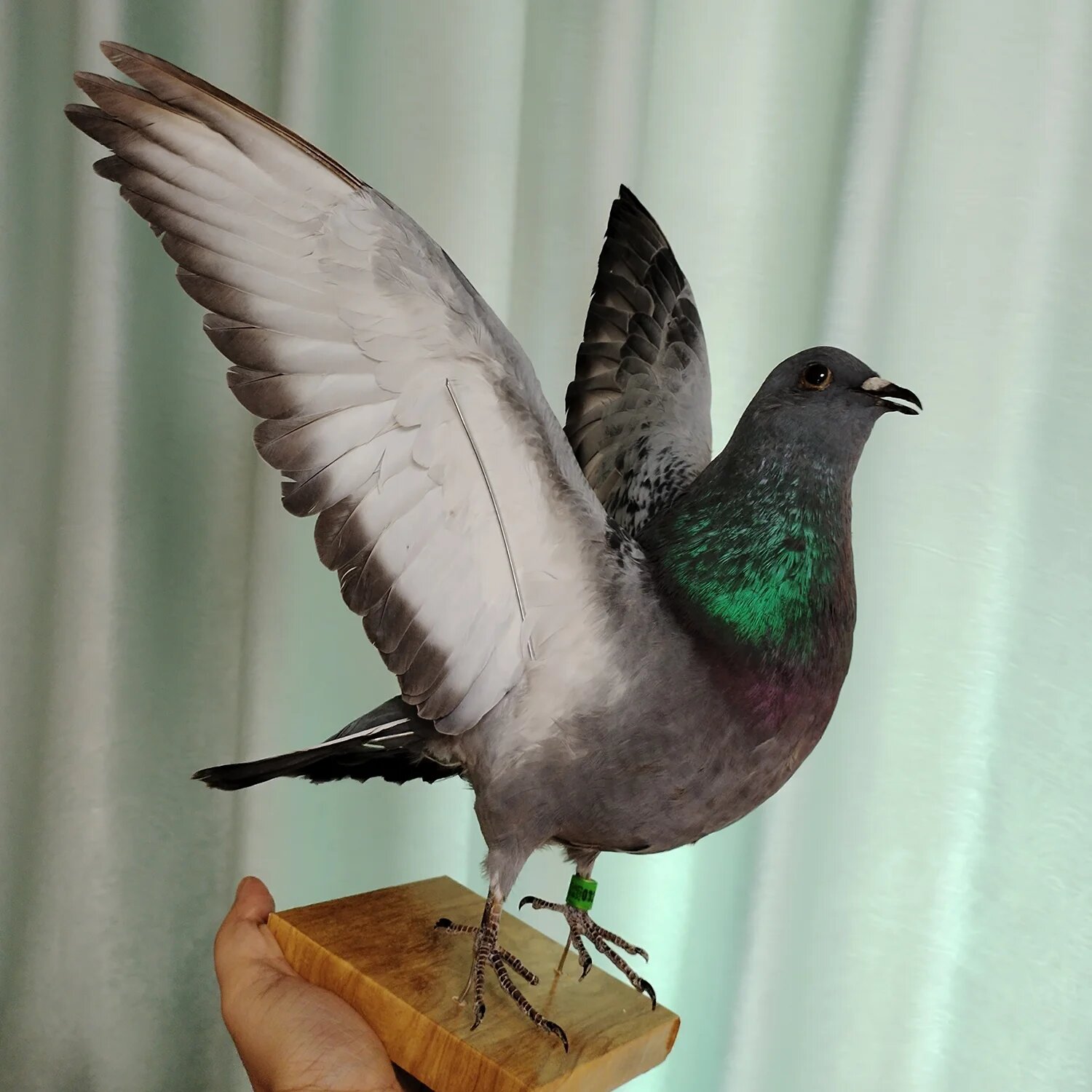 Реалистичный голубь Taxidermy, белая птица, образцы для научного обучения, Изумрудный, PigeonC