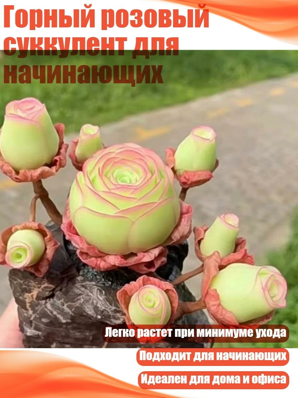 Горный розовый суккулент для начинающих, 500 красных бордюров