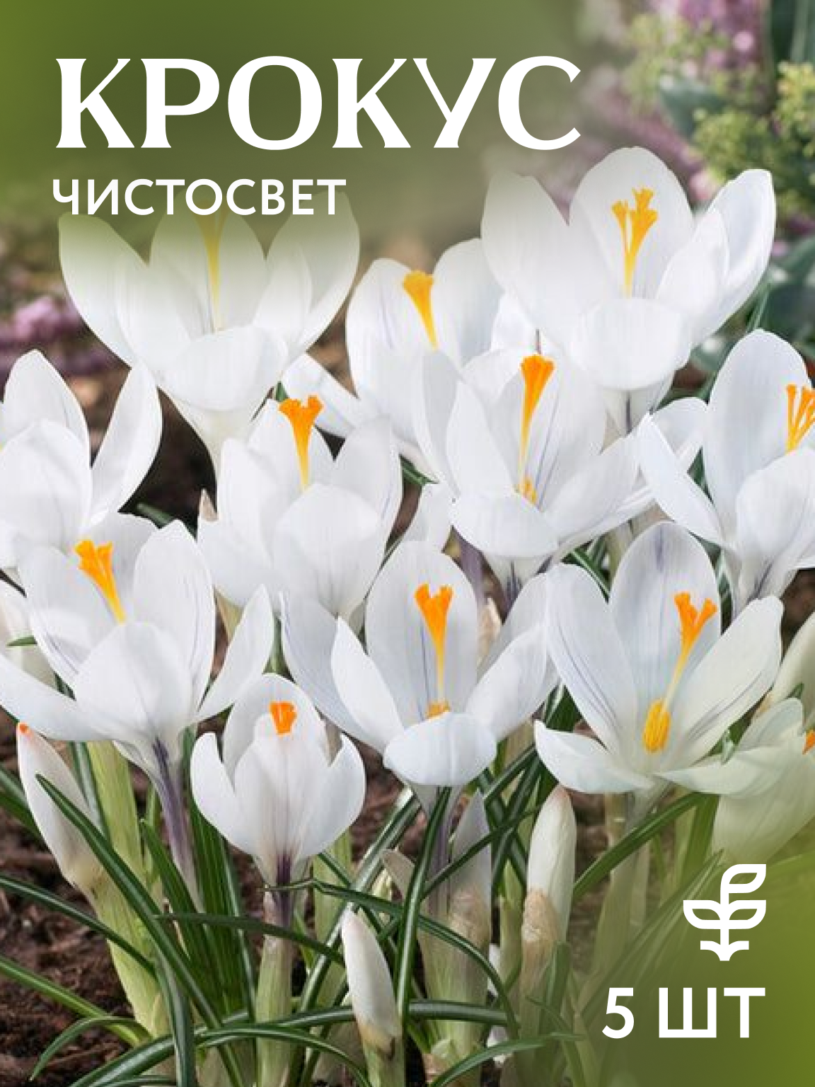 Крокусы луковицы многолетние крупные