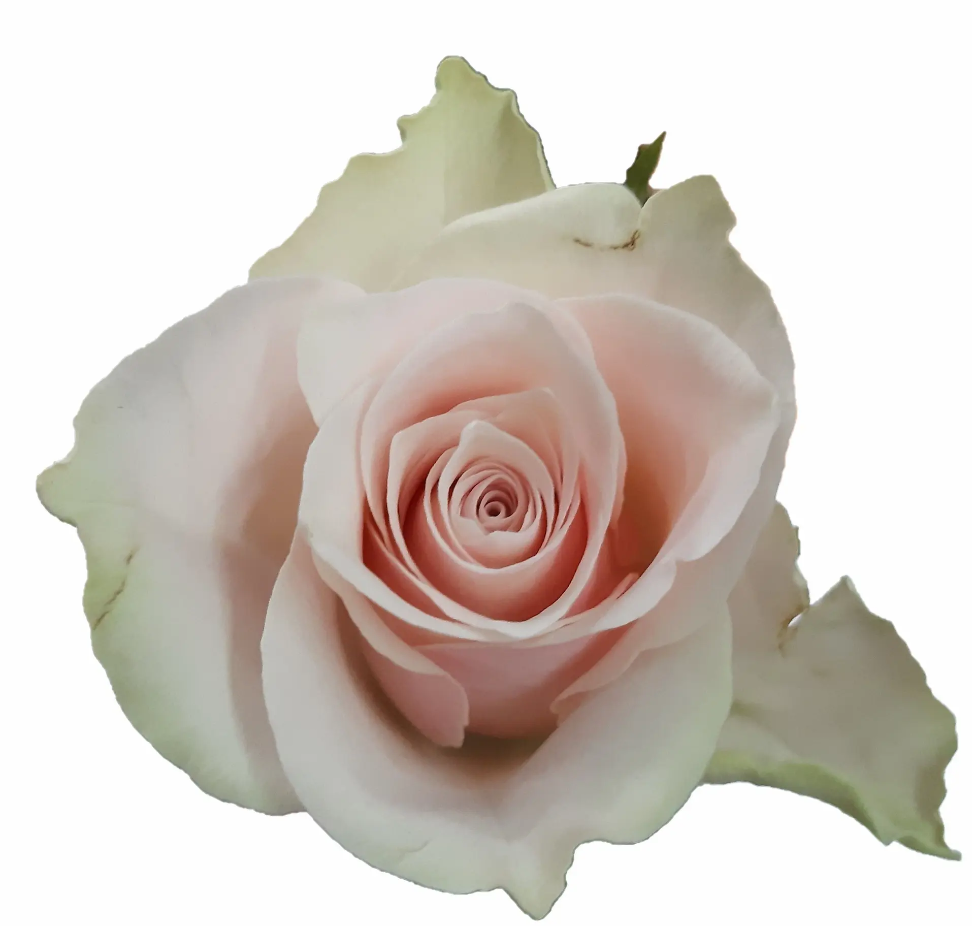 Долина Ситтим, Монобукет из Роз 9 шт. Пинк Атена Кения высота 35 см. под ленту