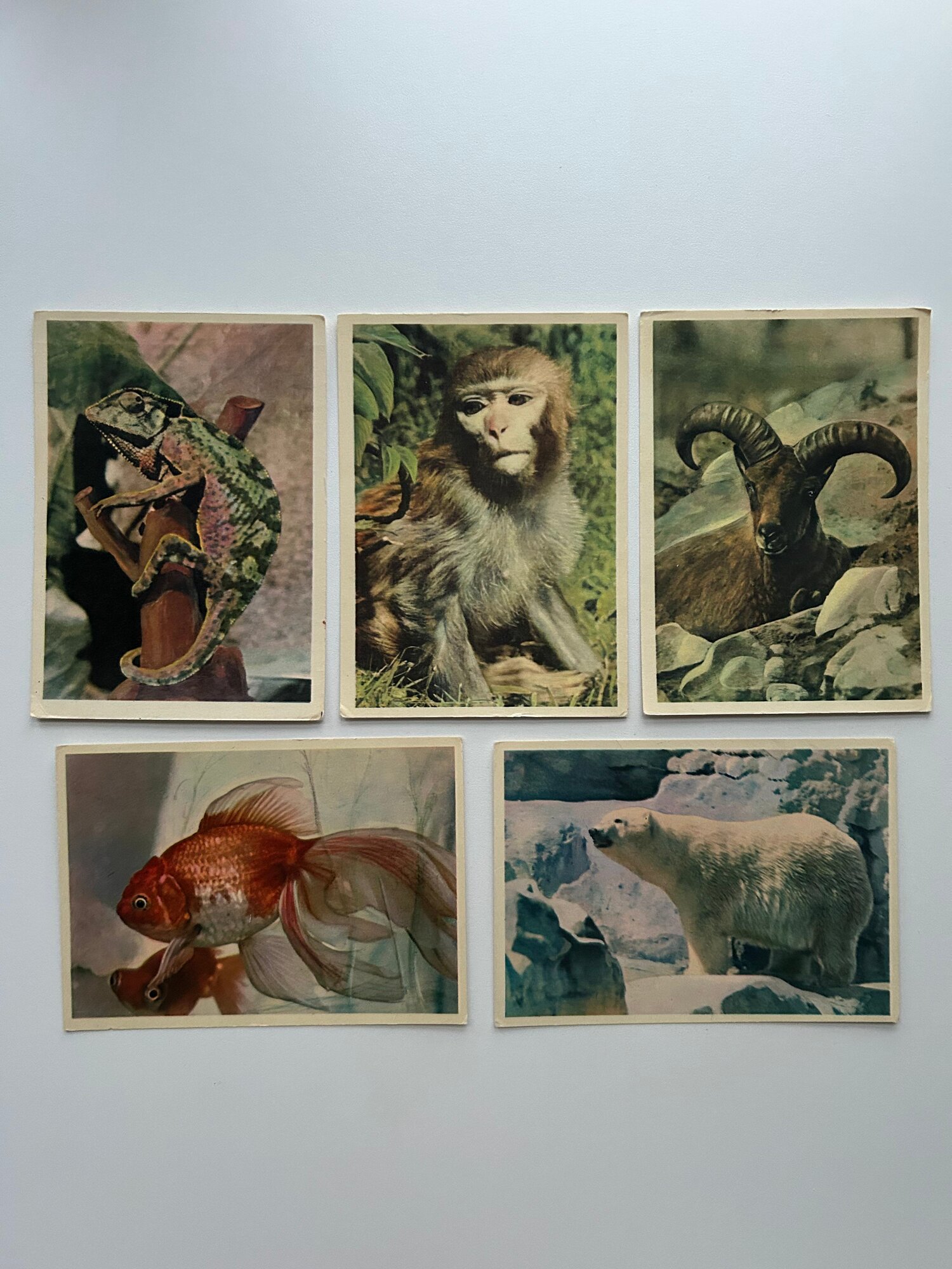 Винтажные открытки СССР, Животные. Издания 1963 года