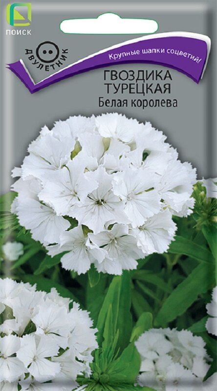 Семена цветов гвоздика турецкая Белая королева, для дачи, сада, огорода и на рассаду