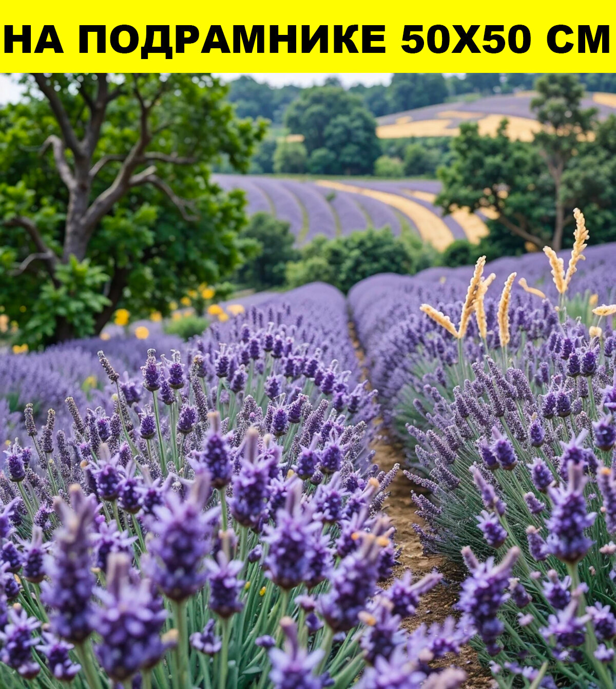 Постер на подрамнике 50х50 лавандовое поле, картина на стену интерьерная большая пейзаж, постеры на стену лаванда