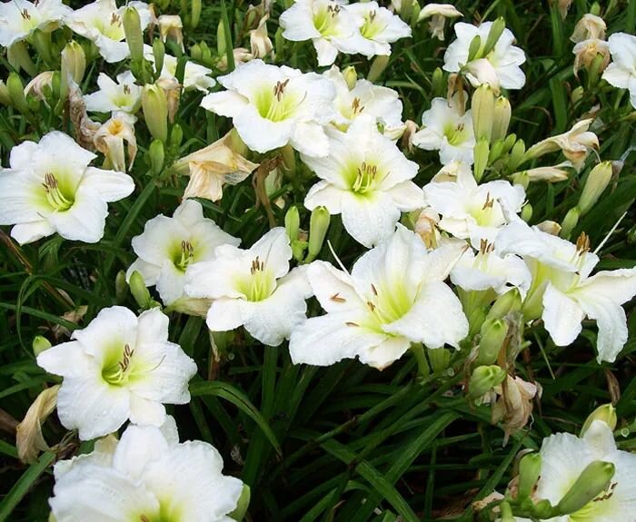 Лилейник Джентл Шеферд