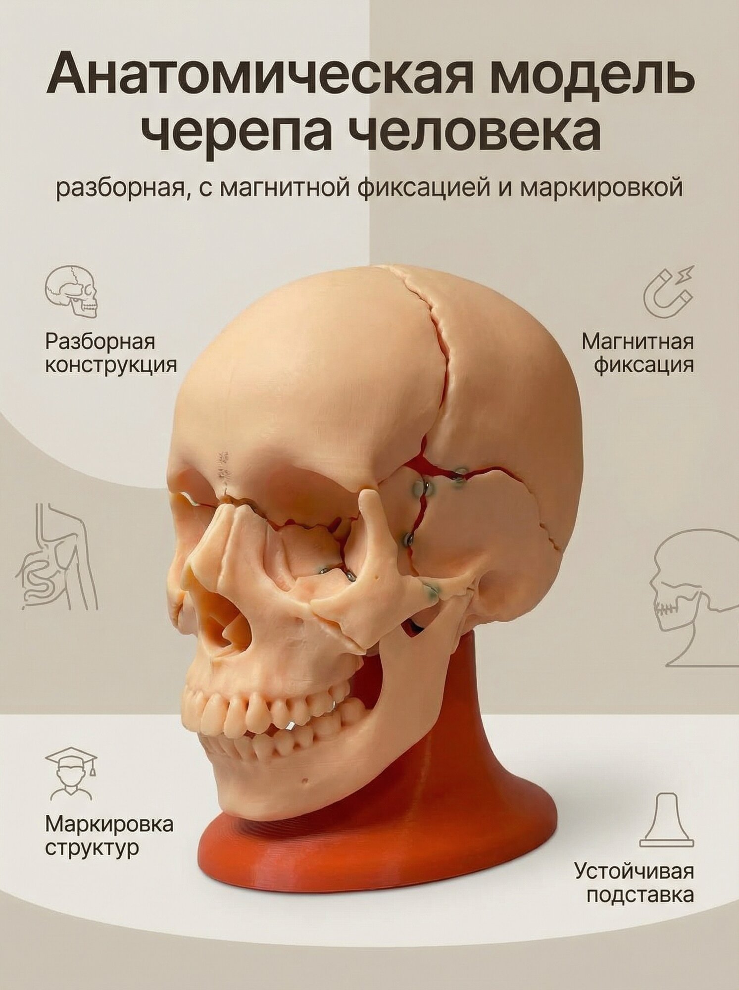 Анатомическая модель черепа человека разборная с магнитами и маркировкой анатомических структур
