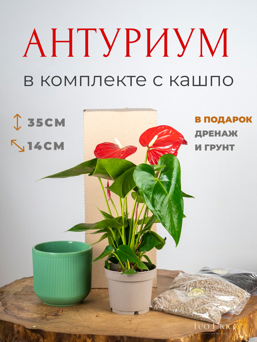 Geo Glass: Цветок Антуриум , набор для пересадки растения , цветущее растение "Мужское счастье"