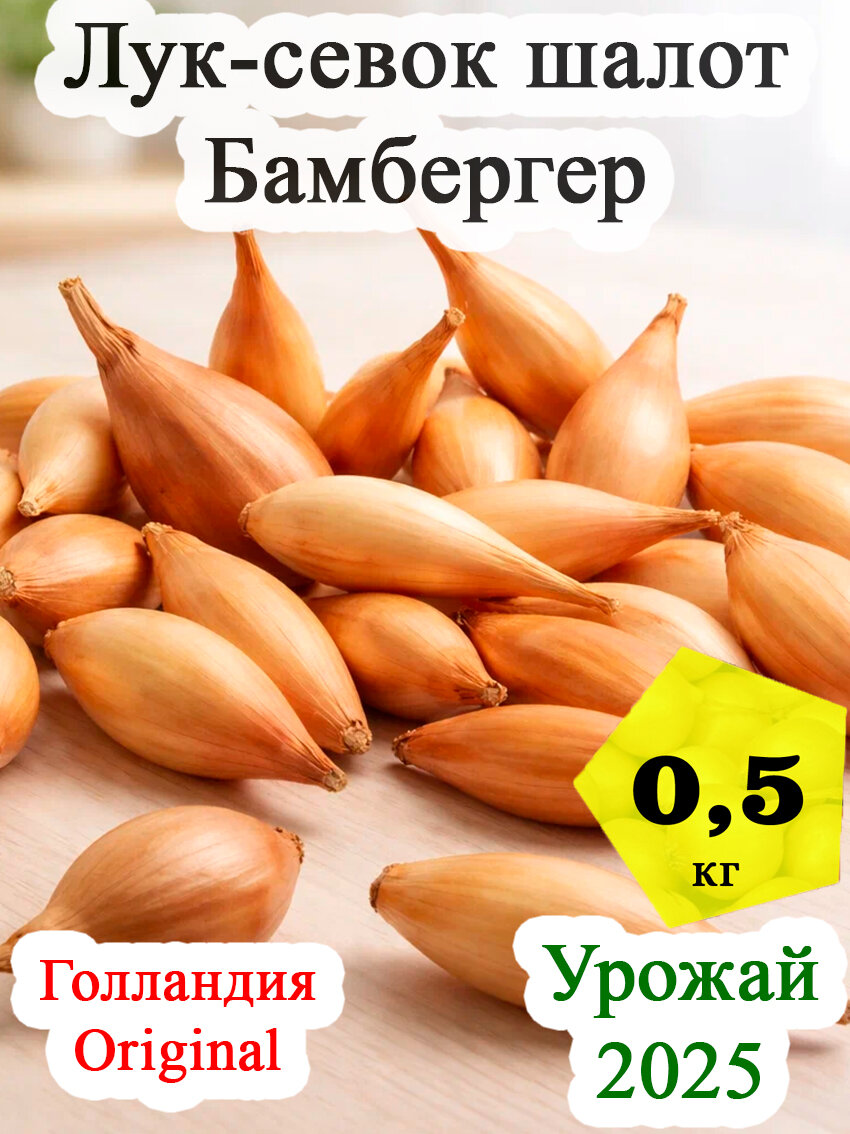 Лук севок шалот Бамбергер 0,5 кг Голландия на посадку весной