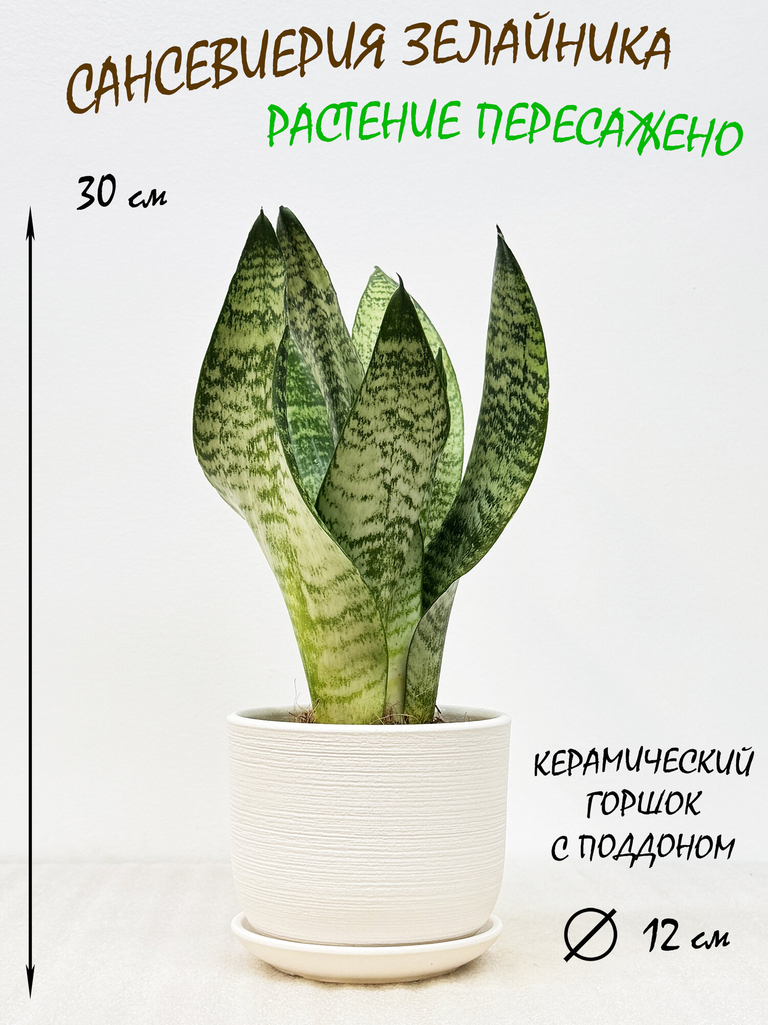 Сансевиерия Зелайника в белом керамическом горшке с поддоном, высота 25-30см