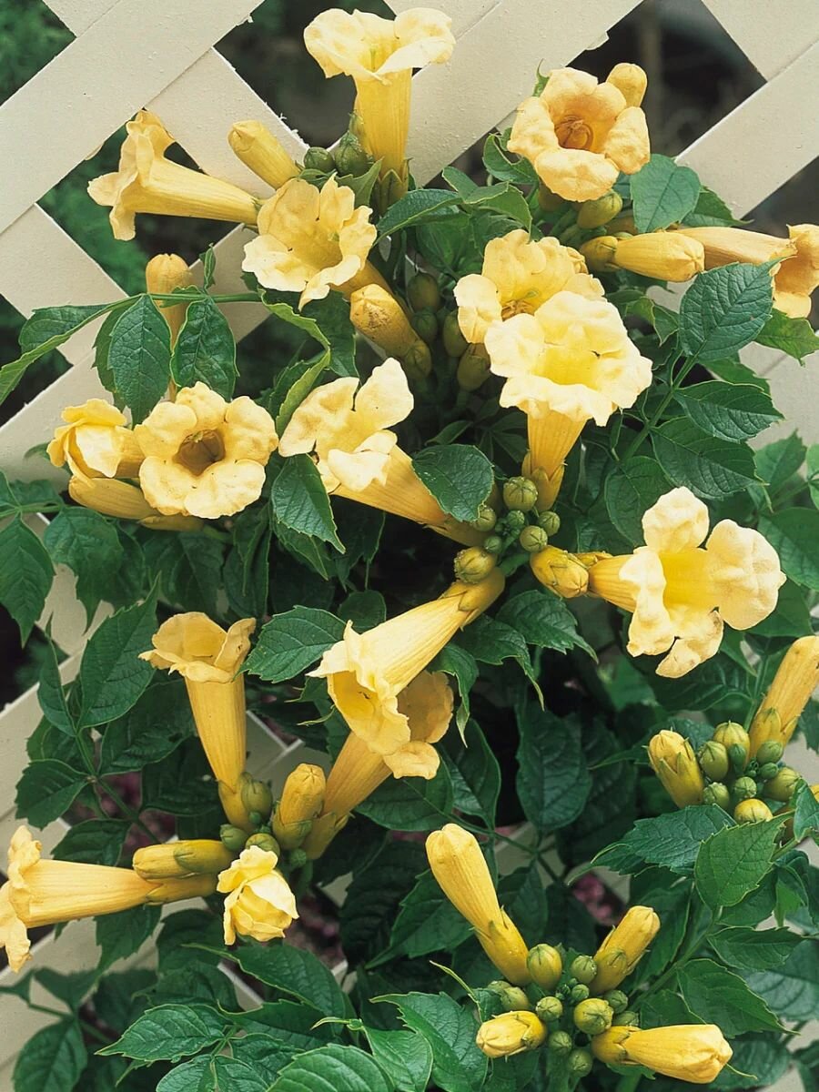 Кампсис укореняющийся "Флава" (Campsis radicans Flava) / 1 шт