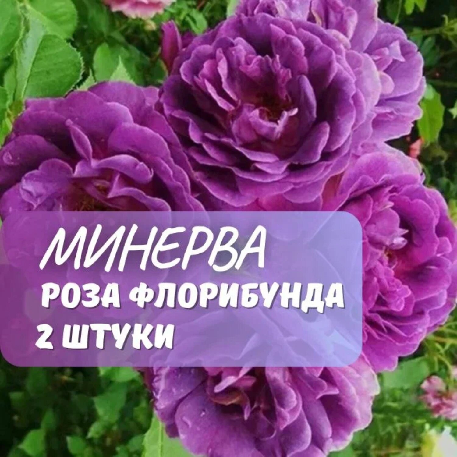 Роза флорибунда Минерва , 2 саженца , многолетняя , фиолетовая