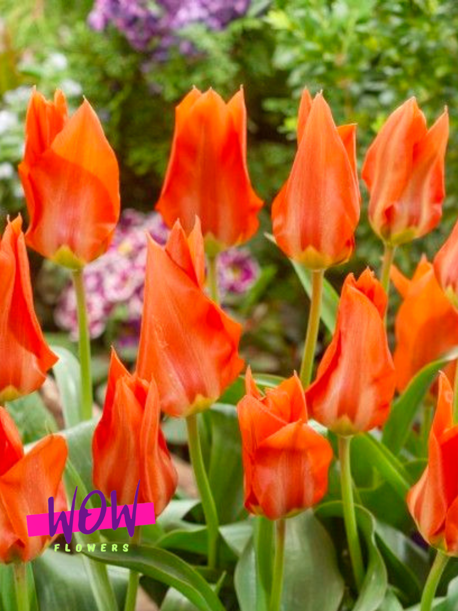 Луковицы цветов, WOW FLOWERS, Тюльпан Парк Тайгер (3 штуки) низкорослый.