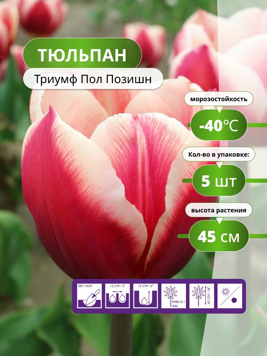 Тюльпан Триумф Пол Позишн 5 лук / луковичные многолетние цветы