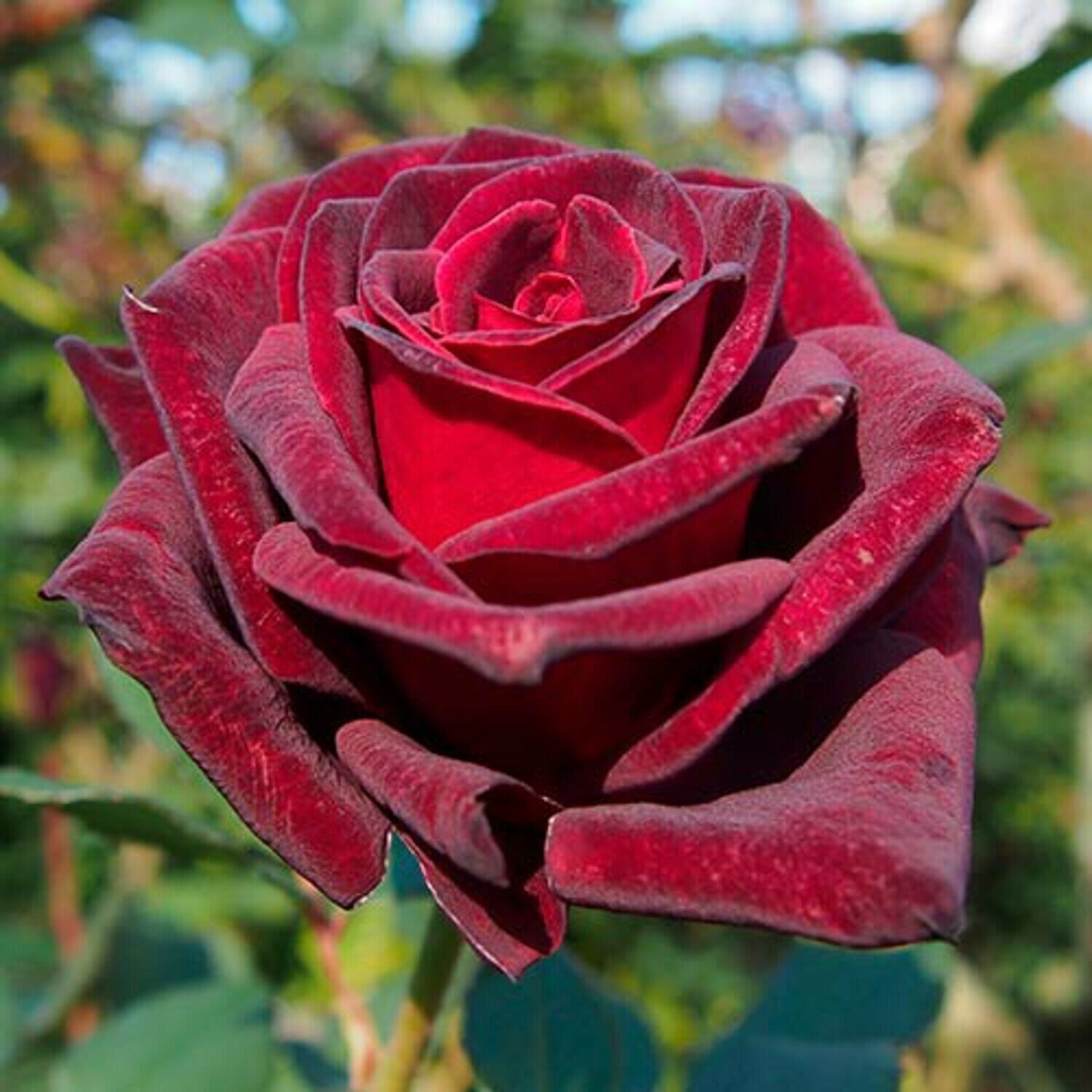 Роза чайно-гибридная Роял Баккара (Royal Baccara) / 2 шт, роз