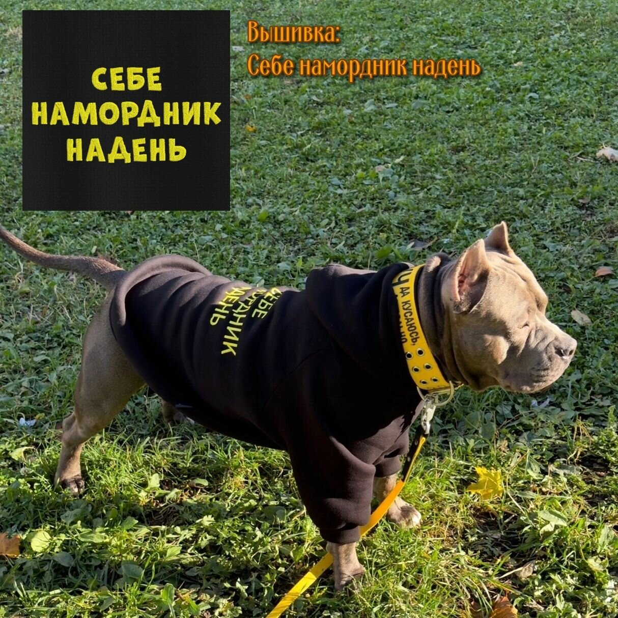 Одежда для собак с вышивкой "Себе намордник надень" от DOGTON средних и пород. Кофта с начесом. Размер "L"