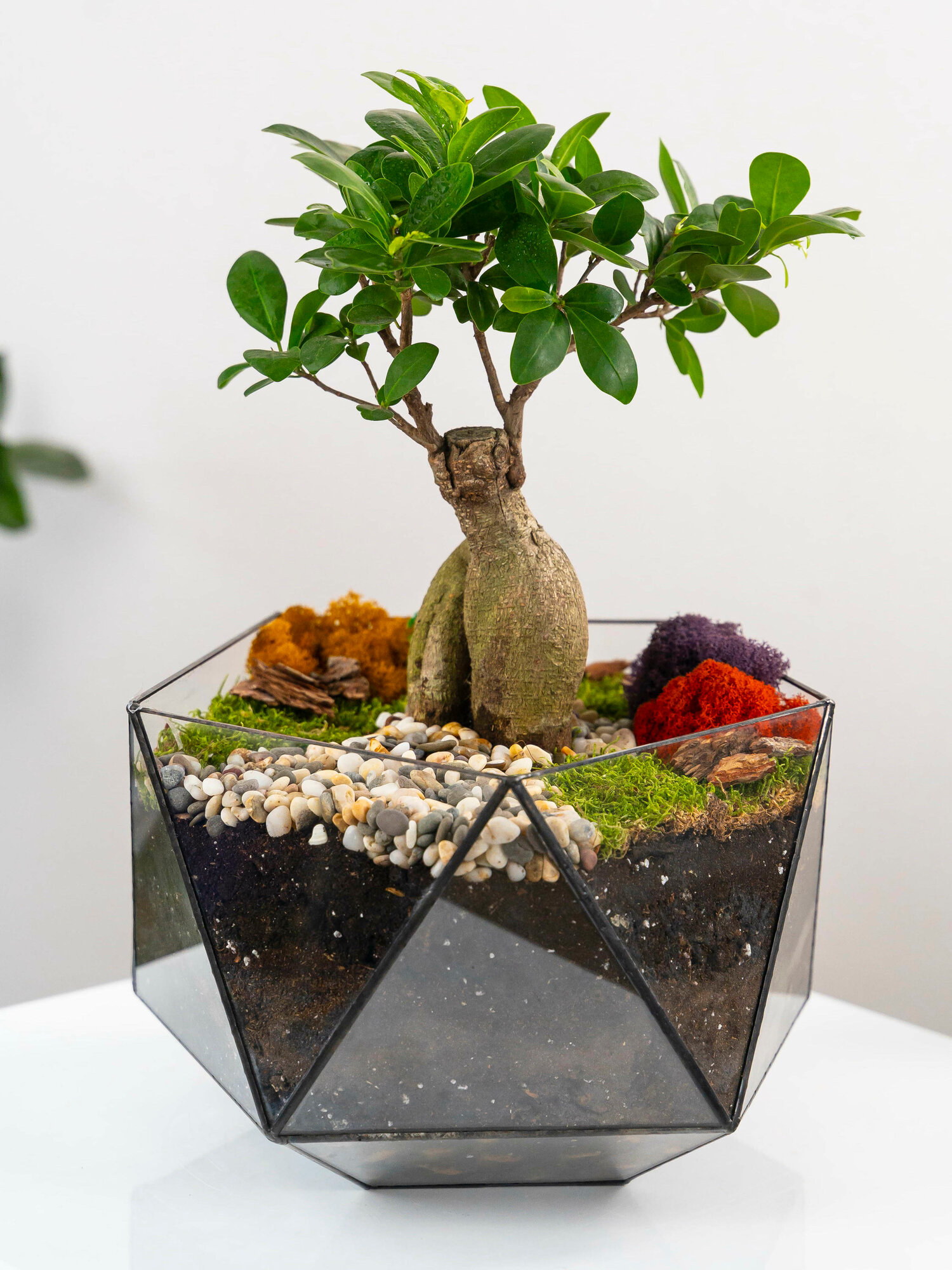 Geo Glass: Фикус бонсай , гинсенг в стеклянном кашпо, живое дерево в горшке 35-40 см