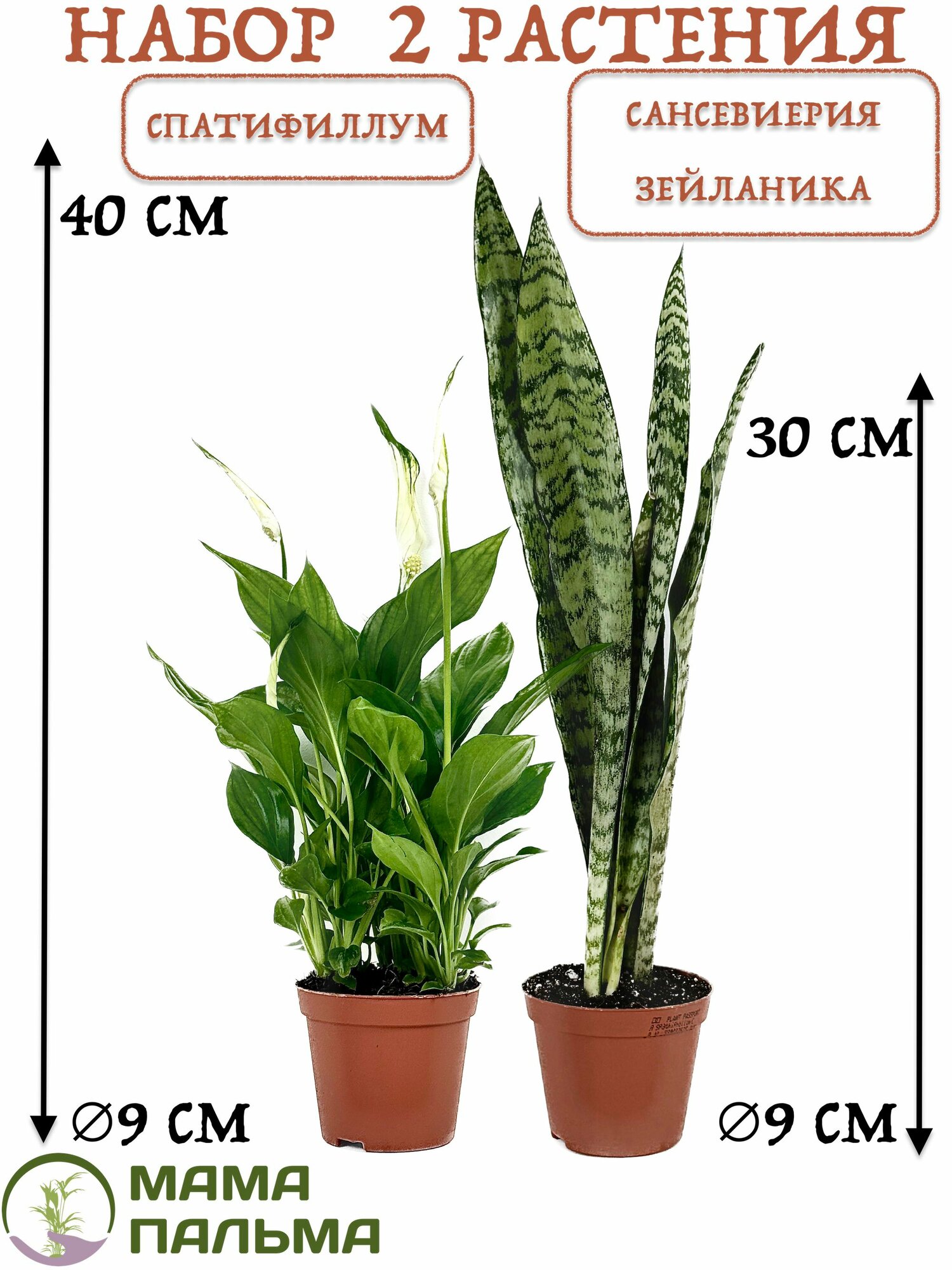 Набор 2 растения Спатифиллум Сансевиерия Зейланика в горшке D9 (живые растения)