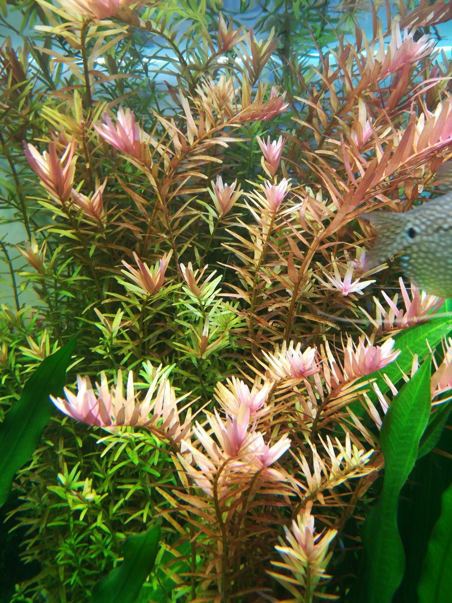 Живое аквариумное растение Ротала Ротундифолиа (Индика), Rotala Rotundifolia (Indika) 2-5 веточек в зависимости о размера