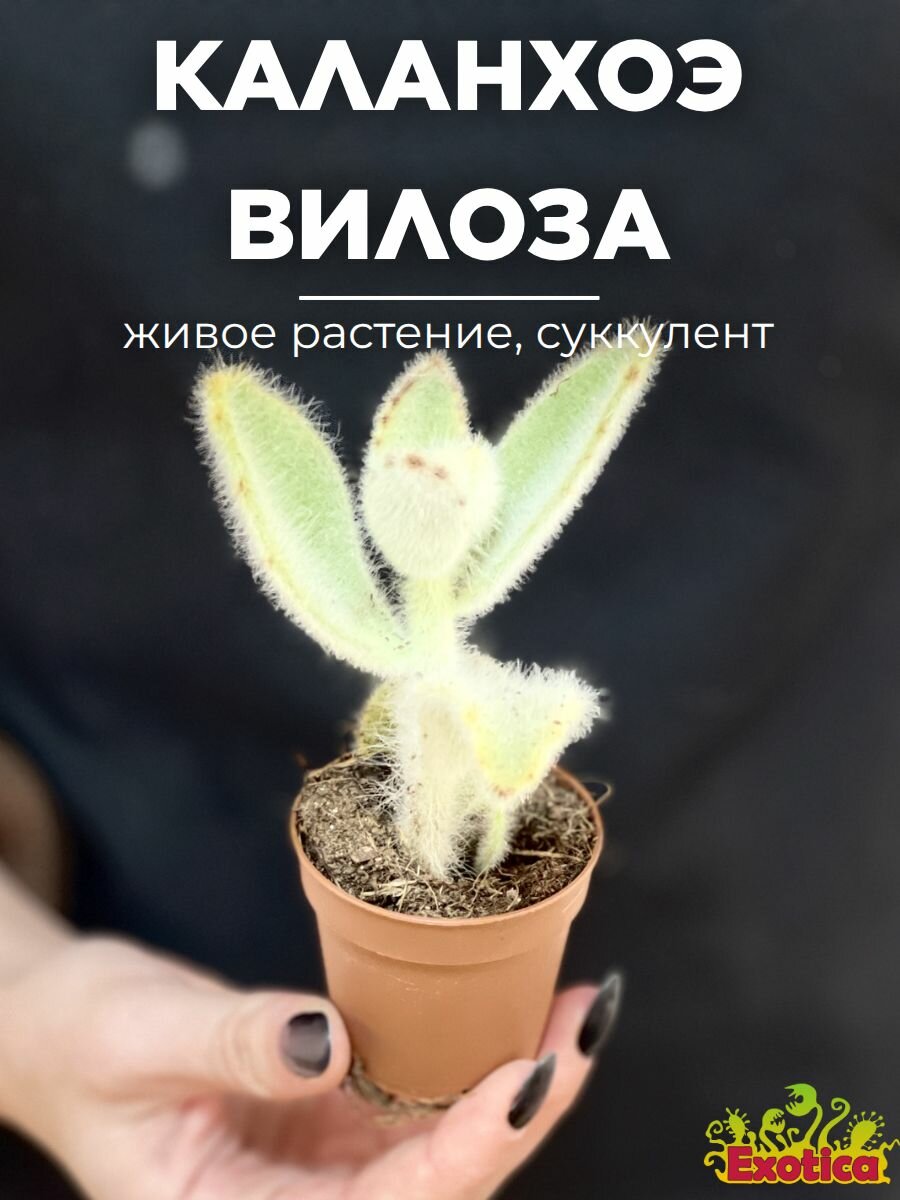 Каланхоэ Вилоза (Kalanchoe Vilosa) D5см, домашний цветок