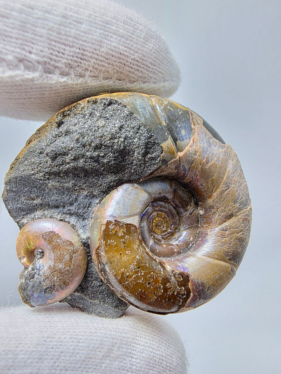 Аммонит перламутровый в породе 39 мм, 29 г.