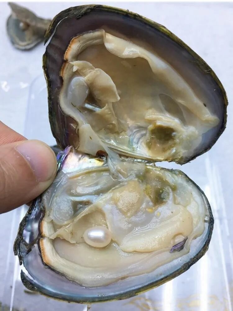 Подарок на 14 февраля, 8 марта Жемчужина желаний в ракушке, устрица в вакууме с жемчужиной внутри