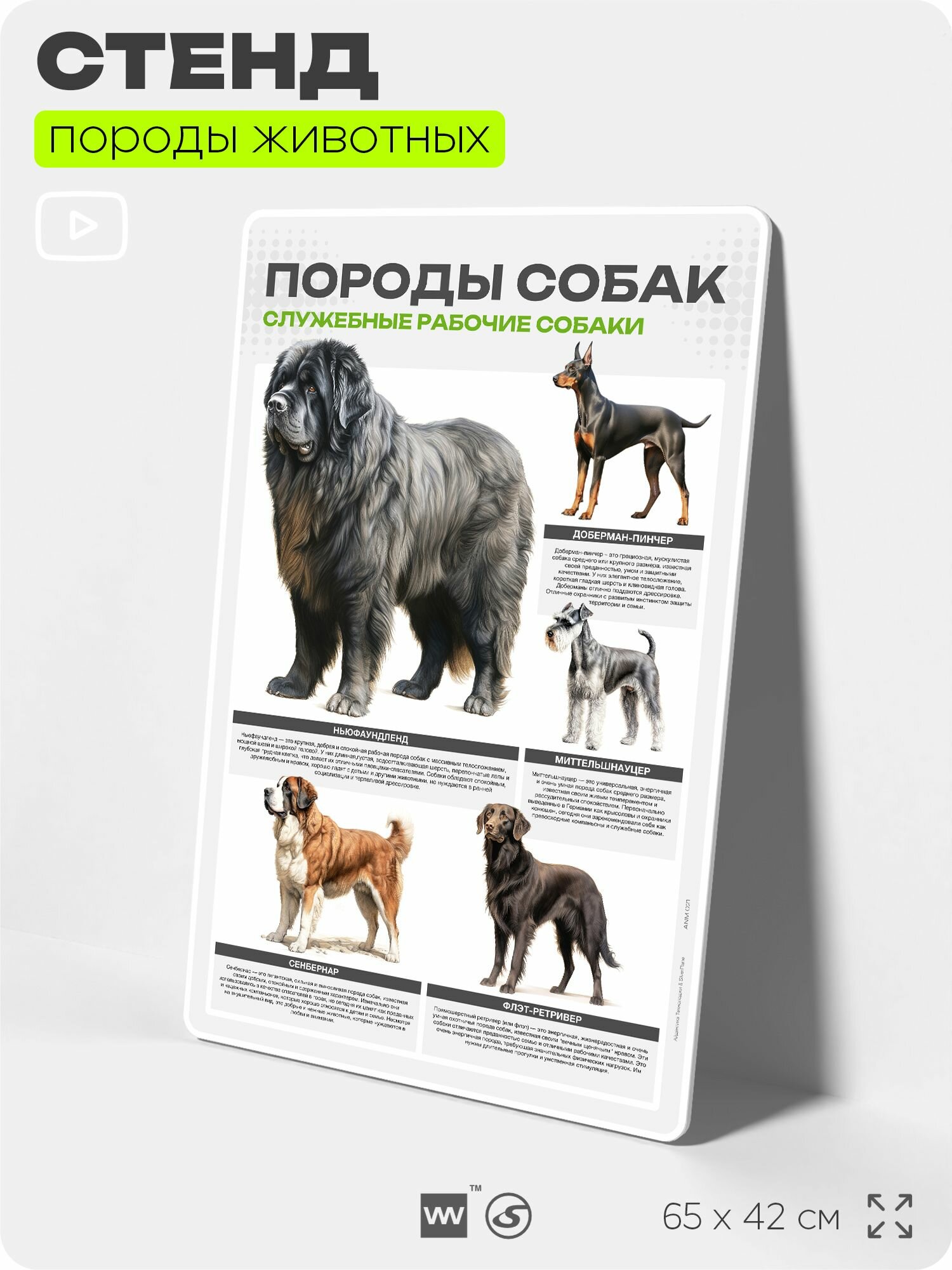 Стенд "Породы собак", плакат для груминг-салона, для ветклиники, 65х42 см, Silver Plane x Айдентика Технолоджи