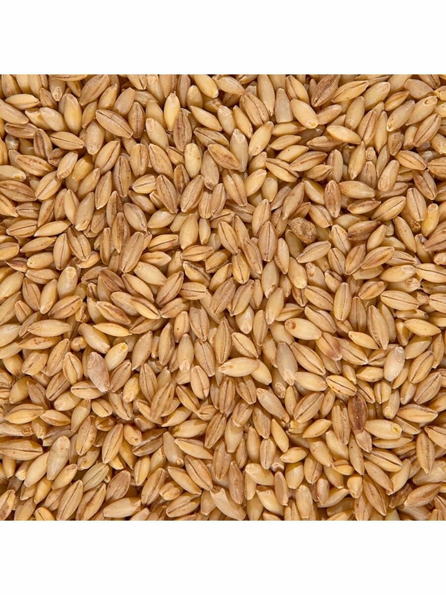 Ячмень в оболочке (для настоев, отваров и солода), 400 г