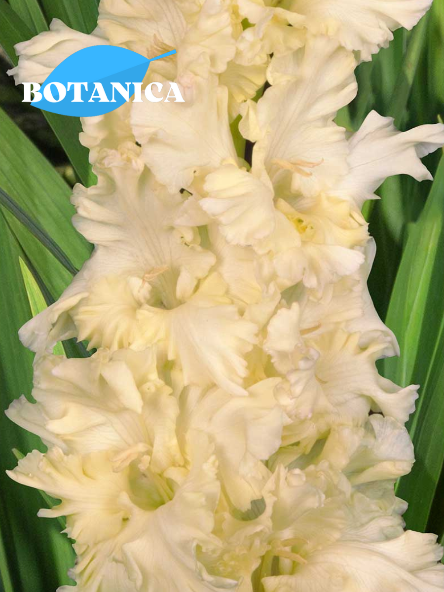 Луковицы цветов, botanica garden, Гладиолус Ривендейл (5 штук)