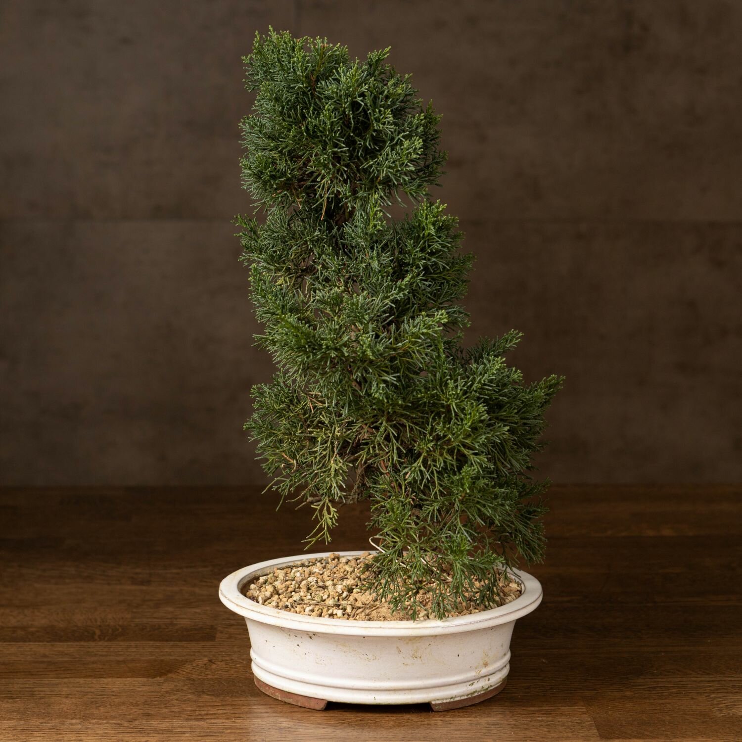 Бонсай Можжевельник Гуньян 50 см