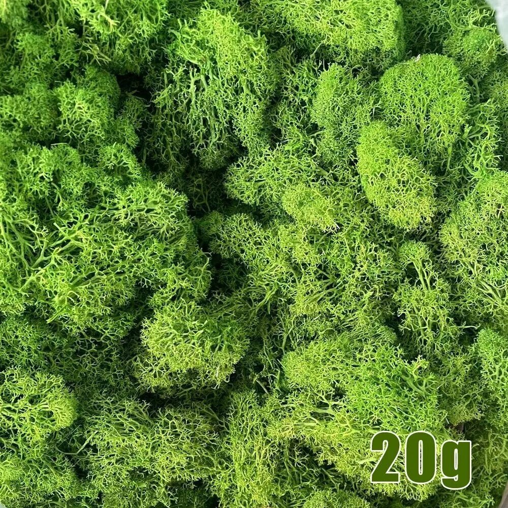 Стабилизированный мох Мох, 20 гр