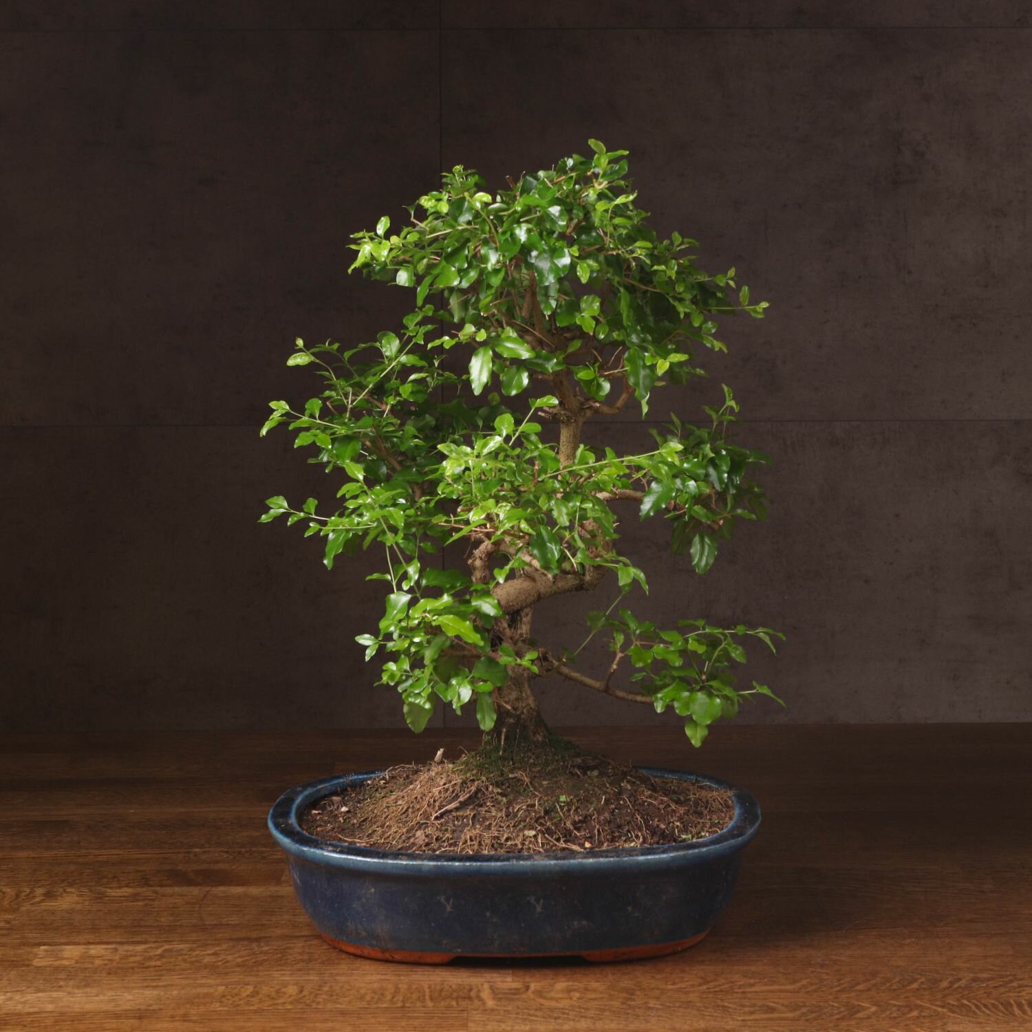 Бонсай Лигуструм 50 см