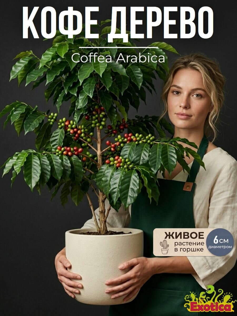 Кофе Арабика (Coffea Arabica) D6см, комнатное растение